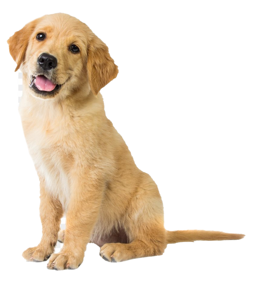 Bridger Poop Patrol | Dog Waste Removal in Bozeman & Gallatin County, MT